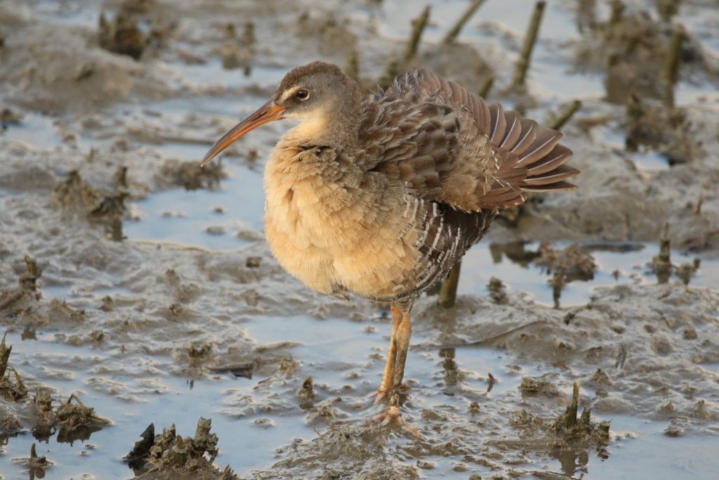 Clapper Rail - Media Literacy Clearinghouse