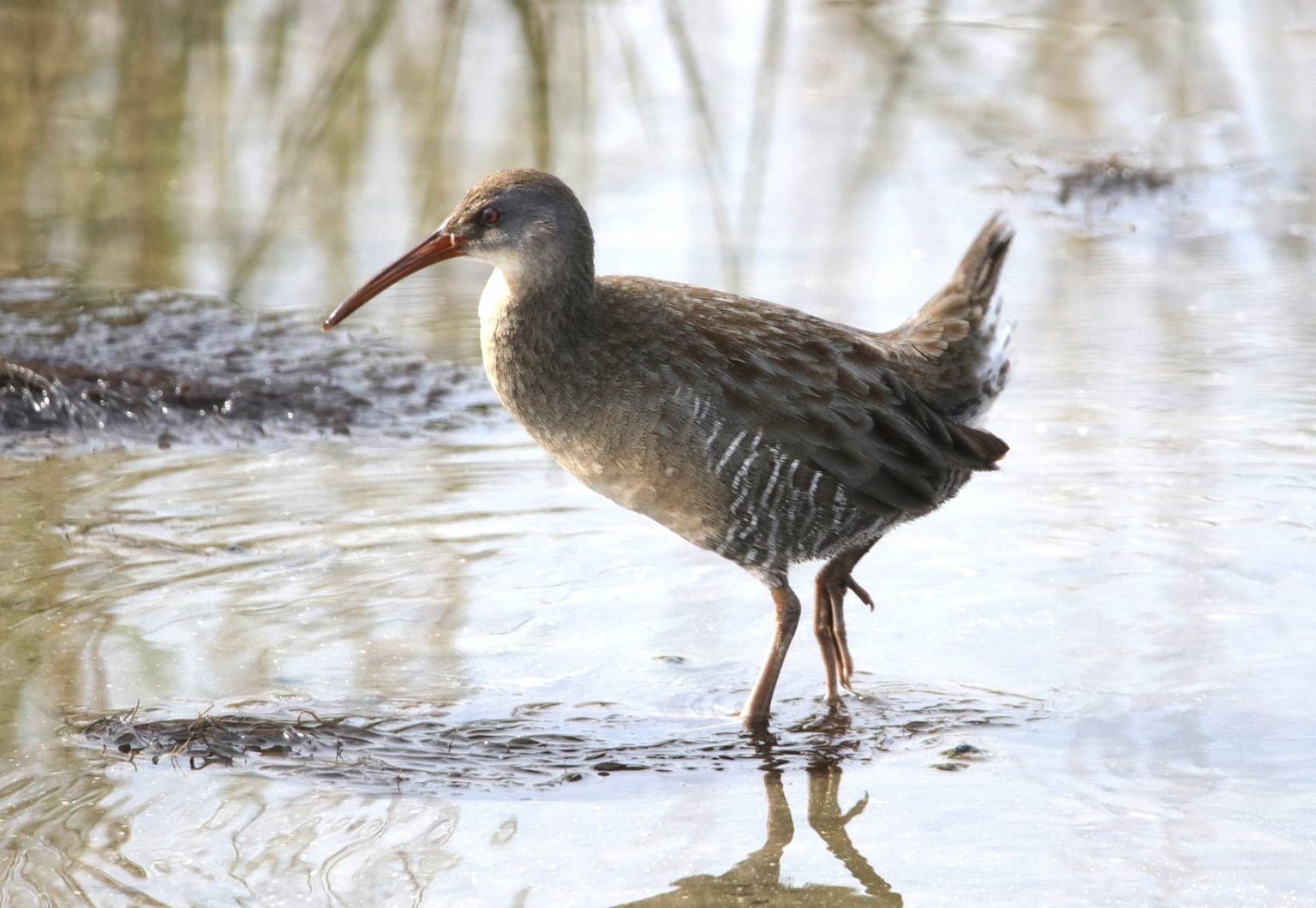 Clapper Rail - Media Literacy Clearinghouse