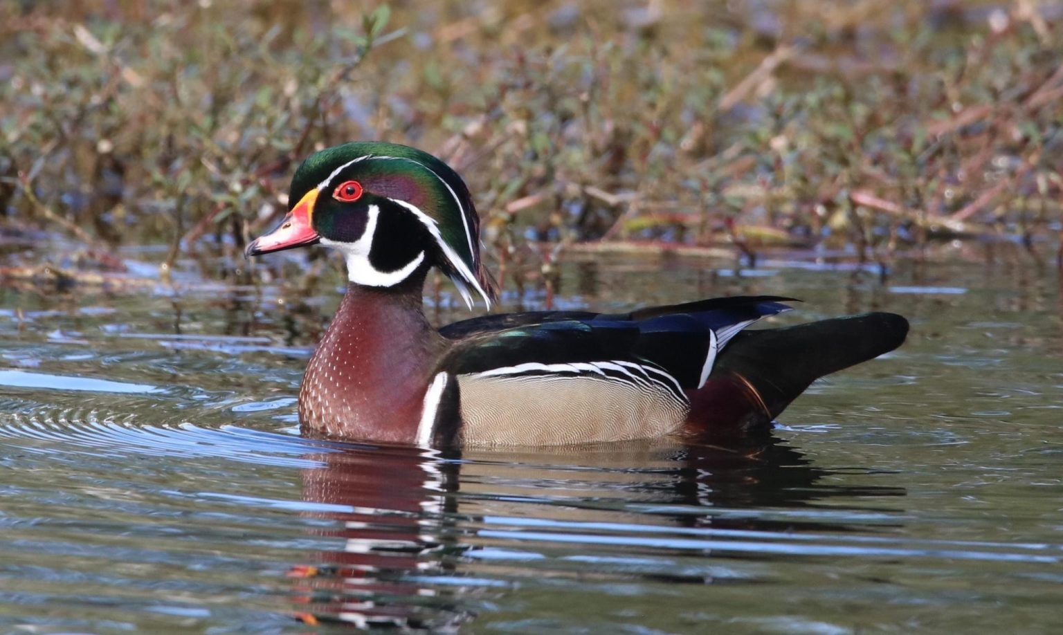 Wood Duck - Media Literacy Clearinghouse