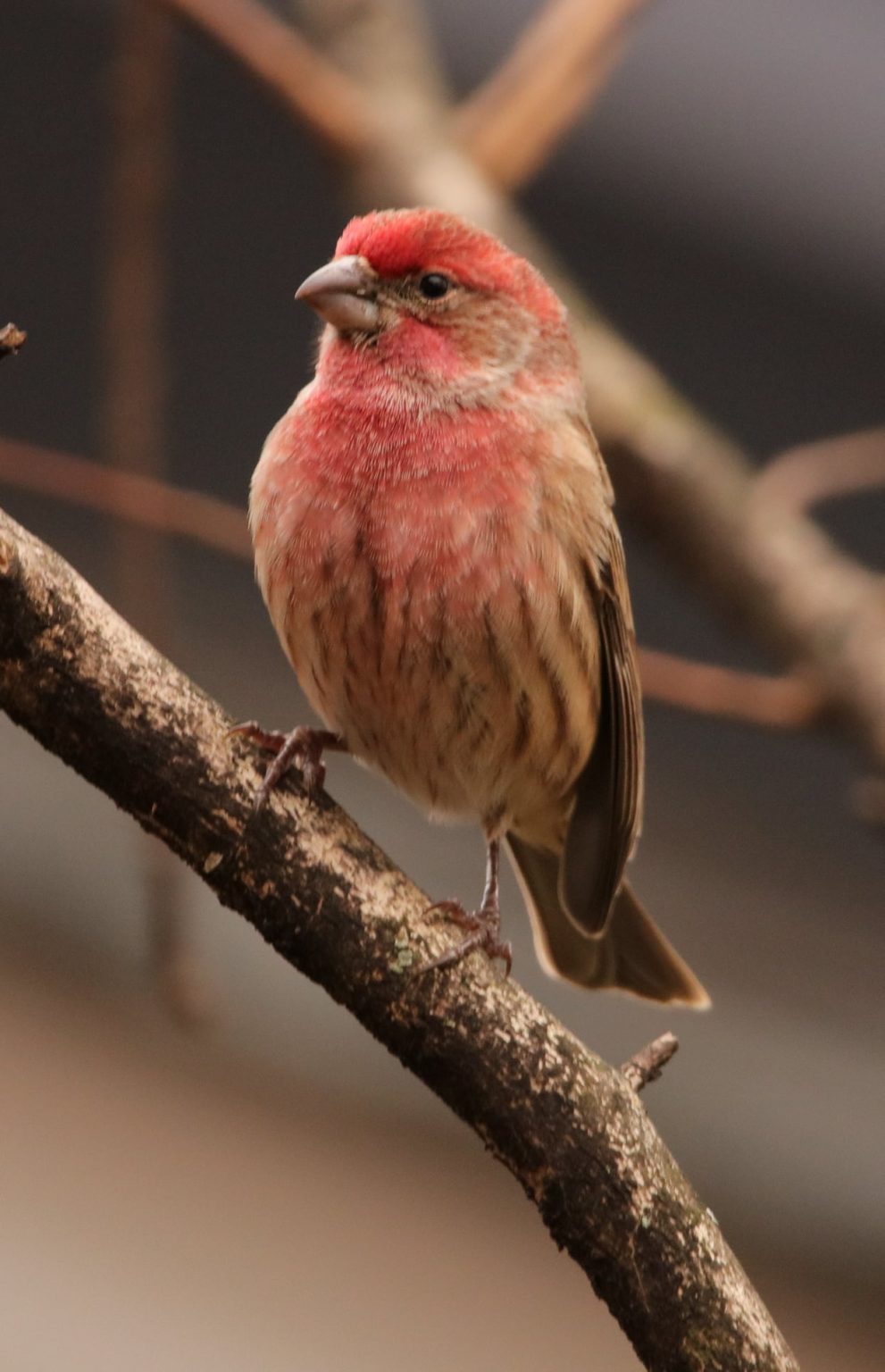 House Finch - Media Literacy Clearinghouse