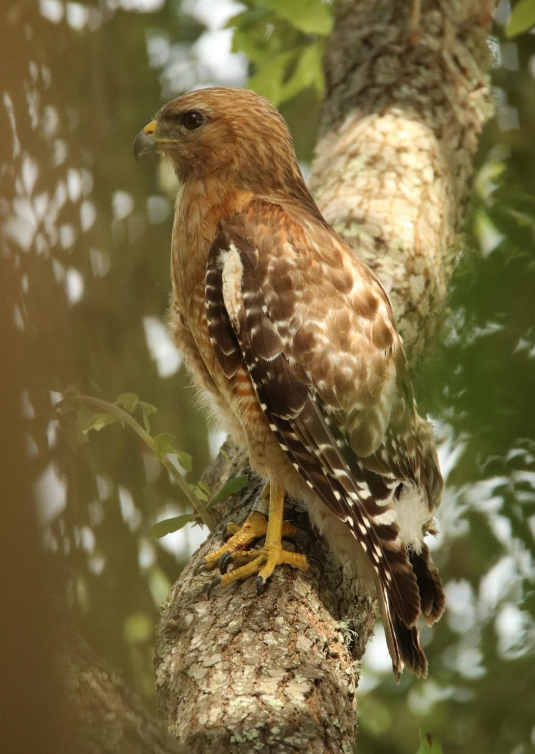 Hawk - Media Literacy Clearinghouse