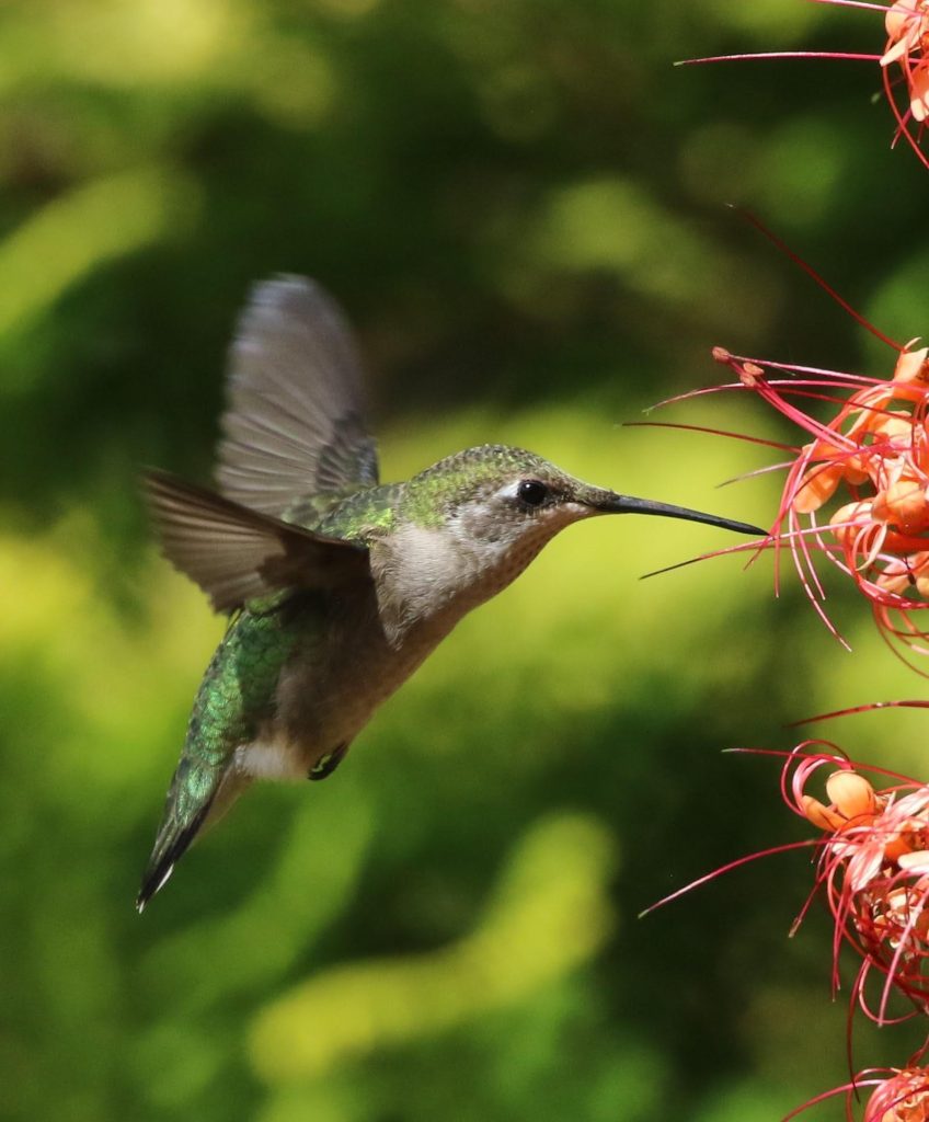 Ruby throated Hummingbird - Media Literacy Clearinghouse