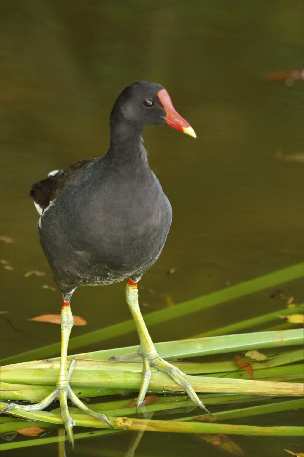 Common Moorhen - Media Literacy Clearinghouse