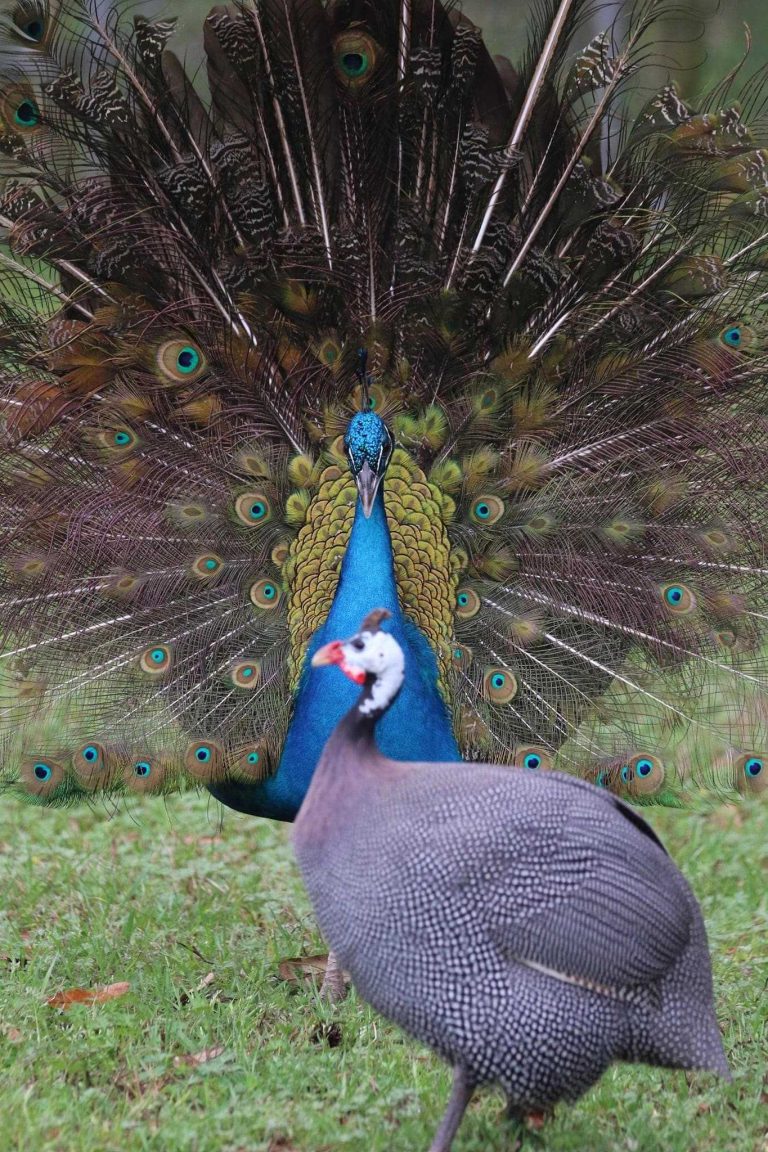 Peacock - Media Literacy Clearinghouse