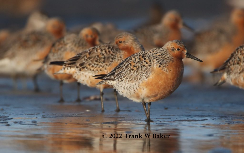 Red Knots - Media Literacy Clearinghouse