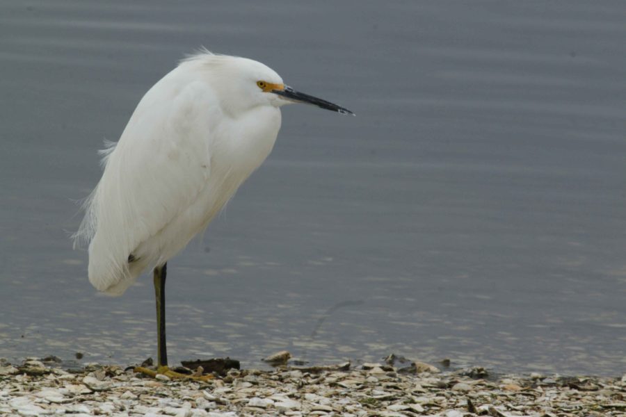 Birds Standing on One Leg - Frank W. Baker