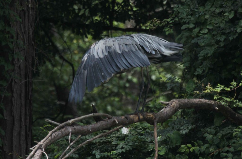 Birds With One Wing Open - Frank W. Baker