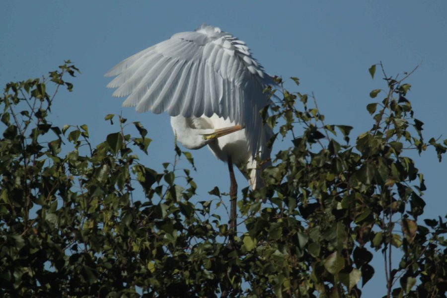 Birds With One Wing Open - Frank W. Baker