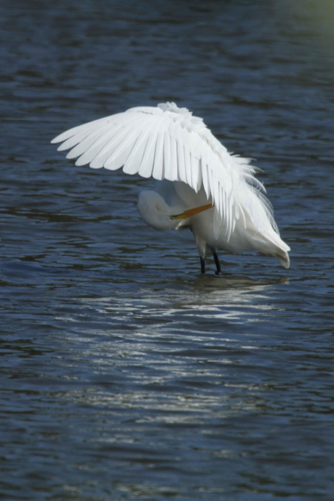 Birds With One Wing Open - Frank W. Baker