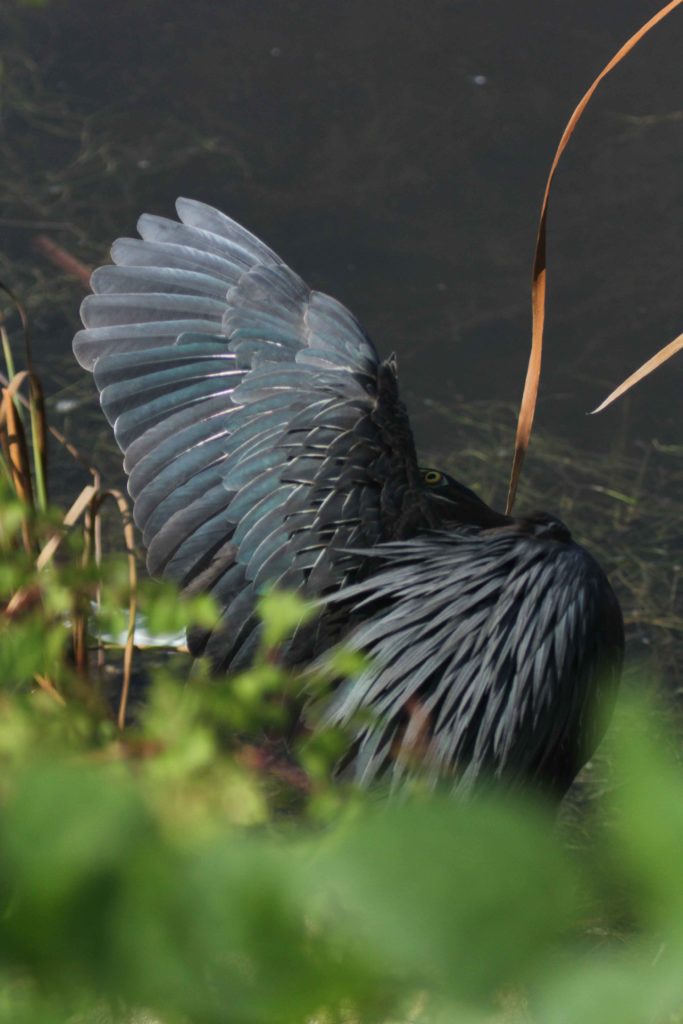 Birds With One Wing Open - Frank W. Baker