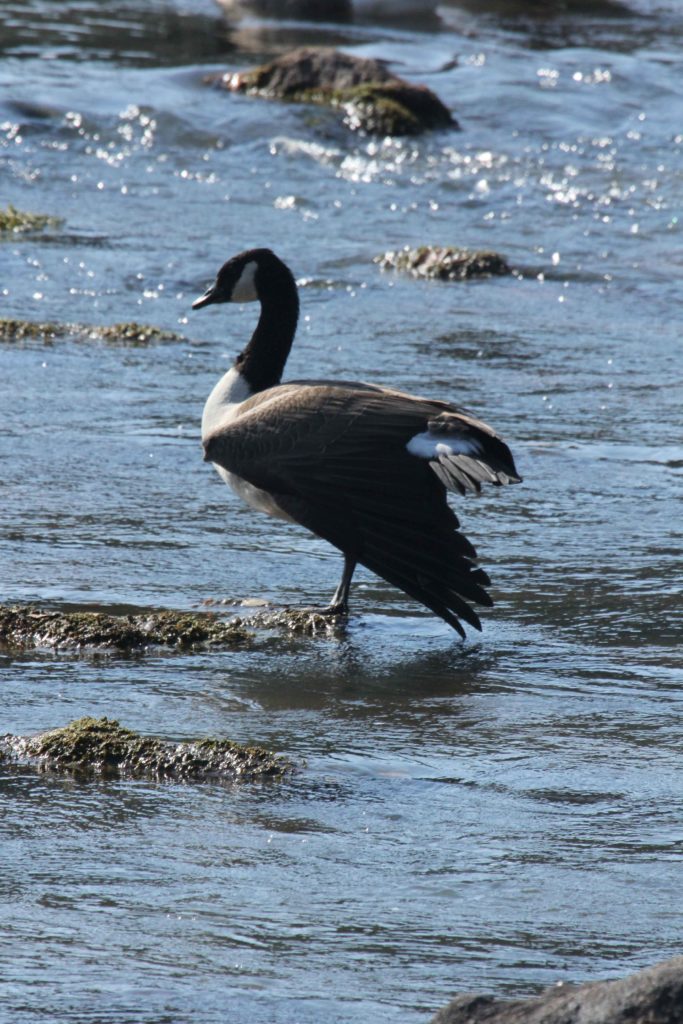 Birds With One Wing Open - Frank W. Baker