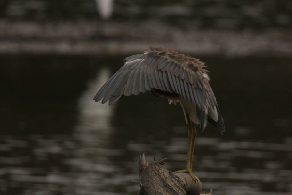 Birds With One Wing Open - Frank W. Baker