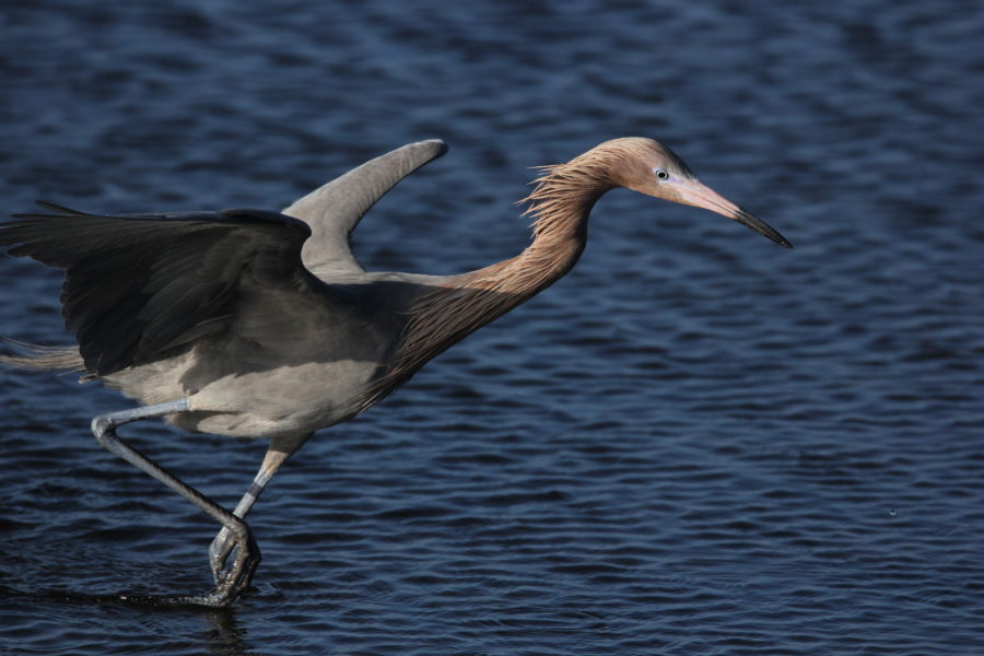 Birds With One Wing Open - Frank W. Baker